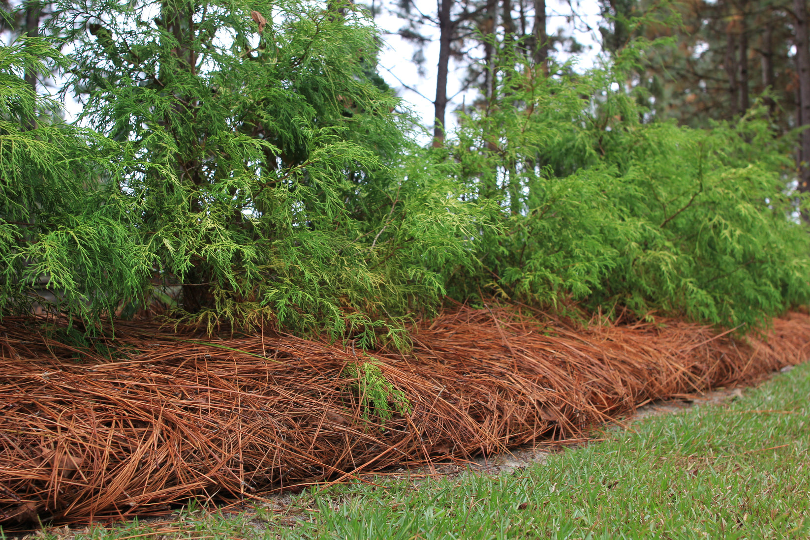 Long Needle Pinestraw – Golden Pinestraw