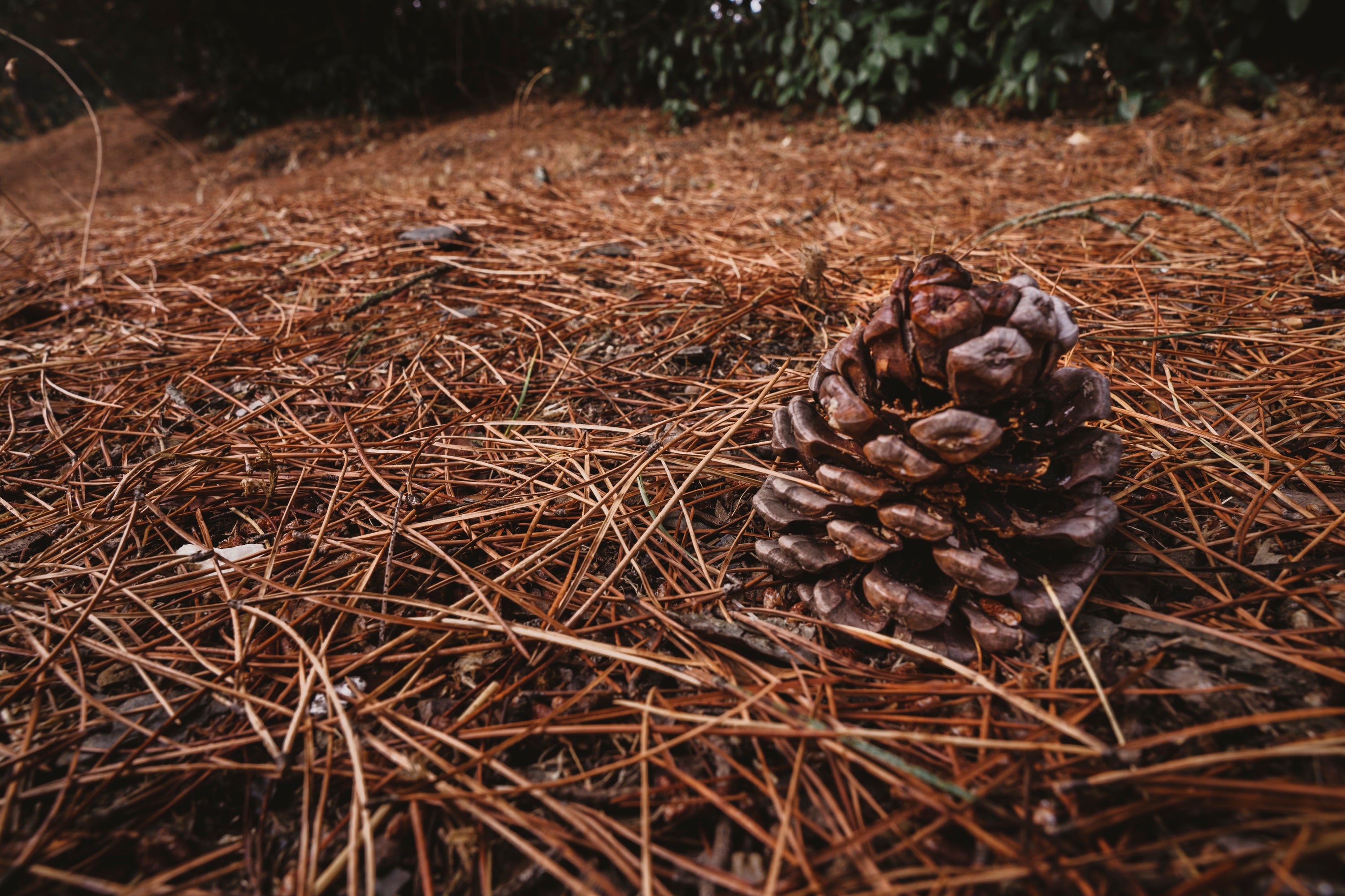 Golden Pine Straw – Golden Pinestraw
